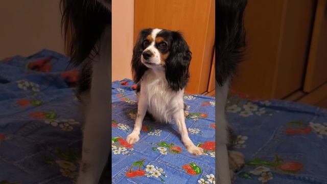 Соня в шоке #собака #животные