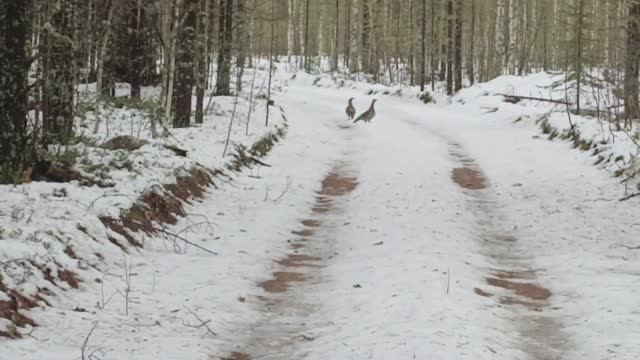 Проверка капканов на куницу. Поиск металла.