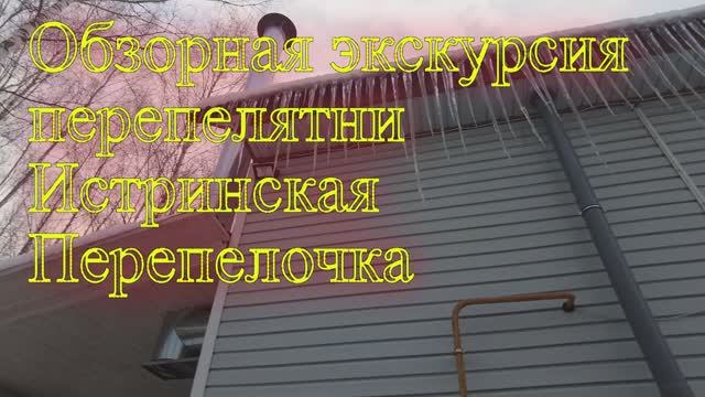 Обзорная экскурсия домашняя мини ферма Истринская перепелочка #3