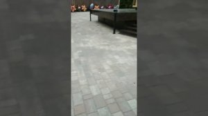 66. Кавалер Кинг Чарльз Спаниель. Соня в Невиномысске