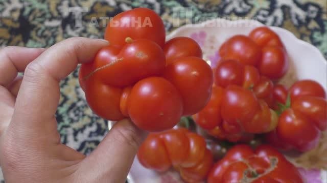#ТОМАТЫ и #ЛУК (привезённое с дачи). 26 августа с #ТатьянойПивкиной