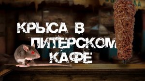 КРЫСЫ В ПИТЕРСКОМ КАФЕ! РЕПОРТАЖ