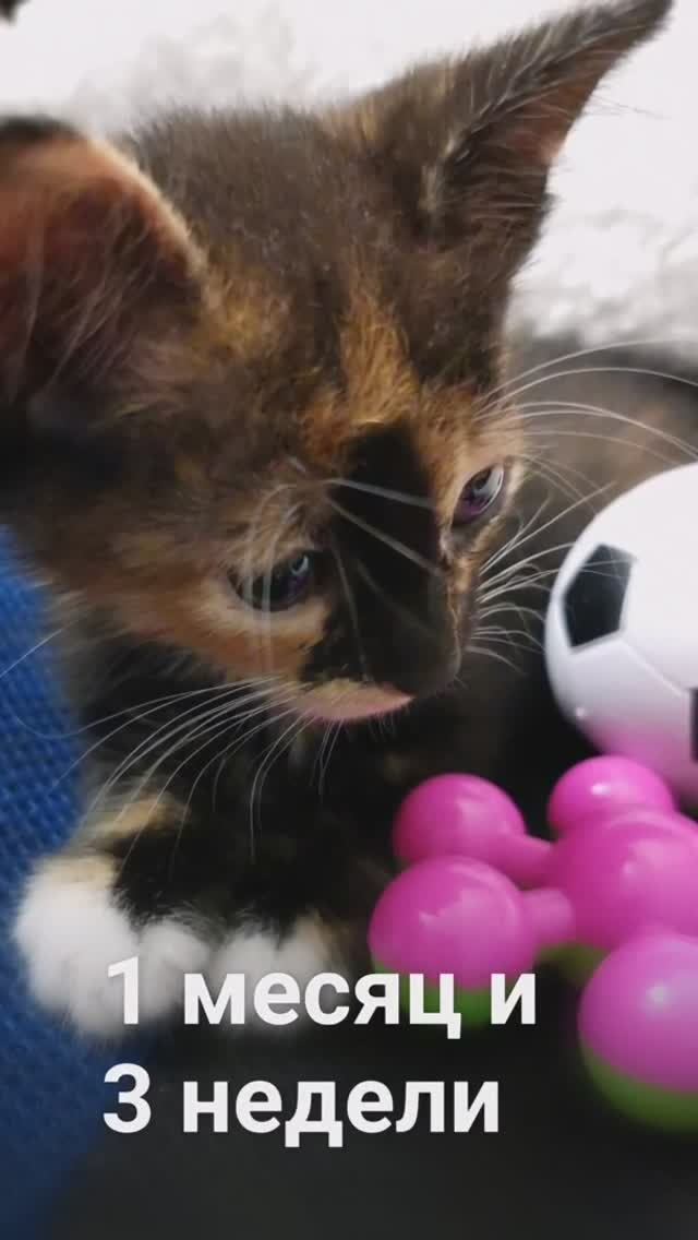 Котики (ч.1) - КОШКА LUCKY (Лаки). у нас новый член семьи. Татьяна Пивкина