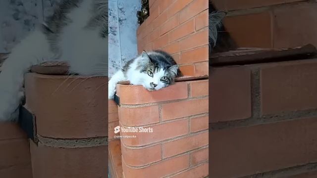 10 лет машина в России и без пробега 🤣#юмор#прикол#смех