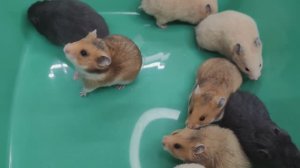 Сирийские Хомячата Милые Малыши