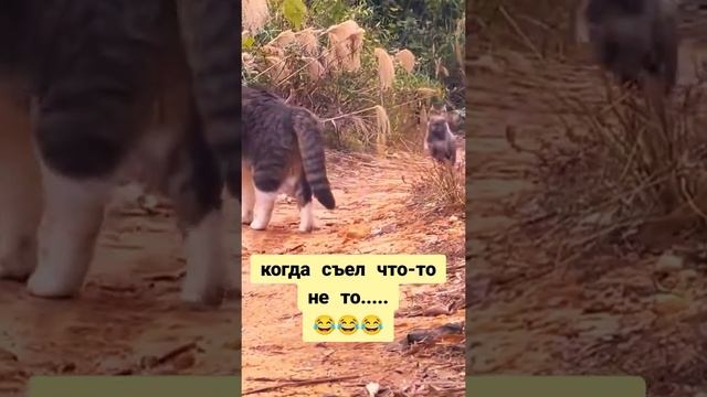 пропусти Ты что не видишь я е*******