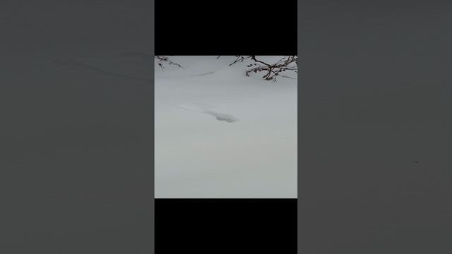 Вы знаете чьи это следы?