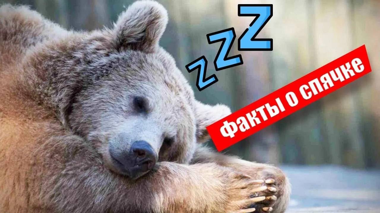Медведь в спячке.  На что способен медведь во время и после зимней спячки