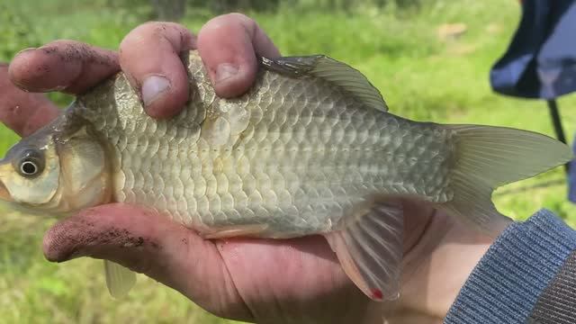 В этом пруду караси клюют как из пулемета ! Рыбалка в Мордовии!