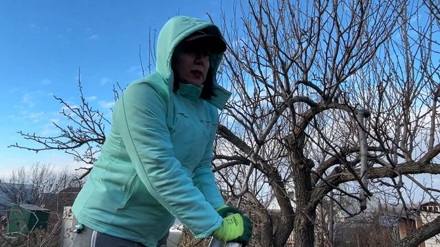 Обрезка старой груши. Как правильно обрезать "волчки"