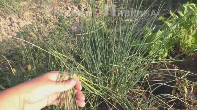 #Лук Шнитт, ПЕРЕСАДКА 11 августа с Татьяной Пивкиной