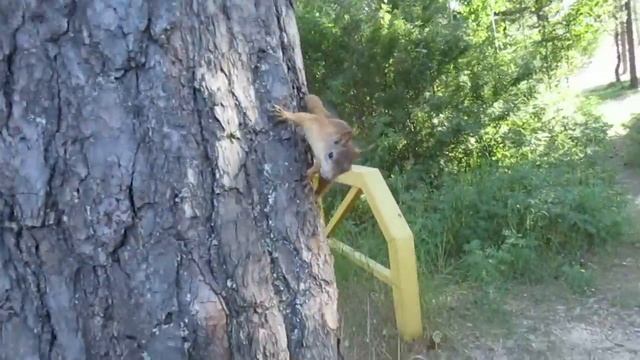 Полуручная белка. Ягры