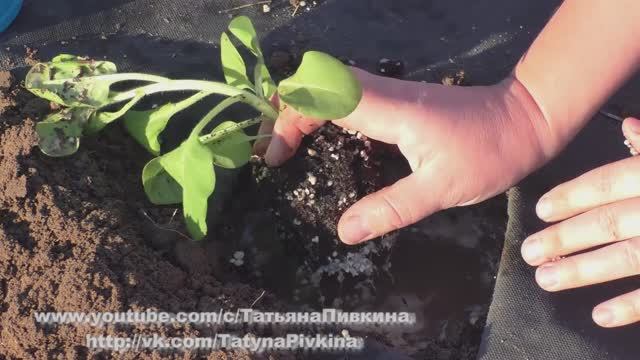 Высадка ПЕТУНИИ на огород, май с Татьяной Пивкиной