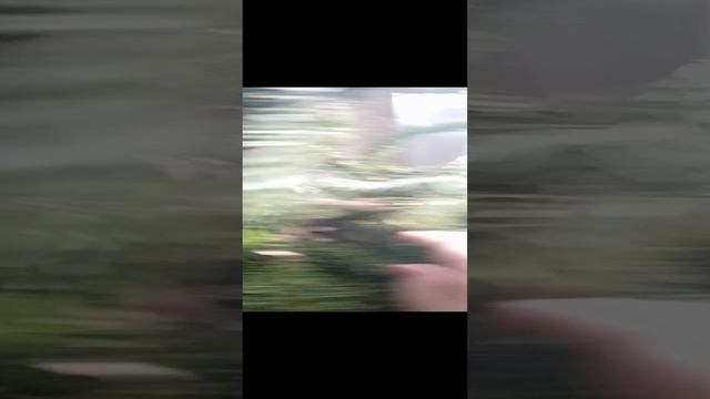 ёлочка:3 НОВЫЙ ГОД К НАМ МЧИТСЯ