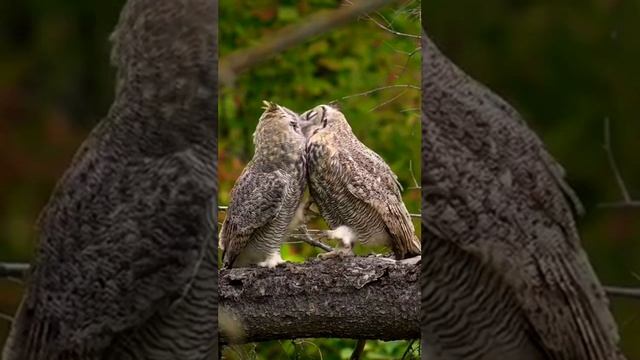 Какая любовь! Браво!!! автору съемки