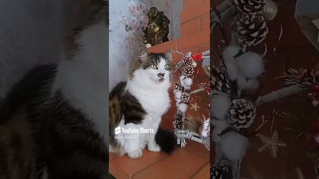 Степаныч