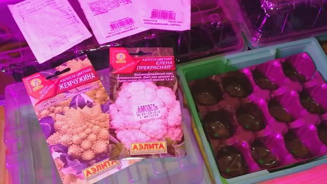 #Капуста ПРОСТОЙ #ПОСЕВ на #рассаду с #ТатьянойПивкиной.