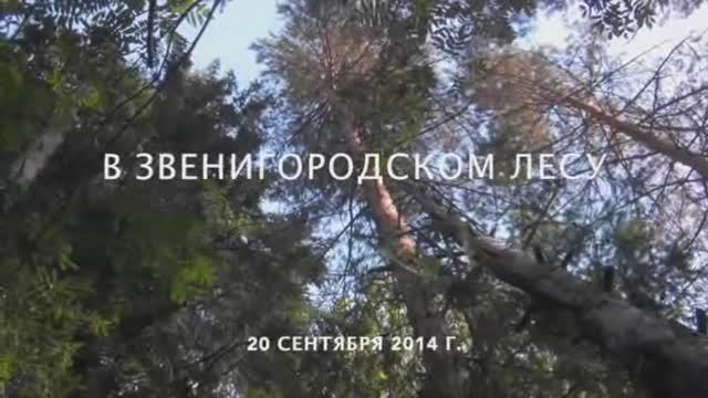 В звенигородском лесу 20.09.2014