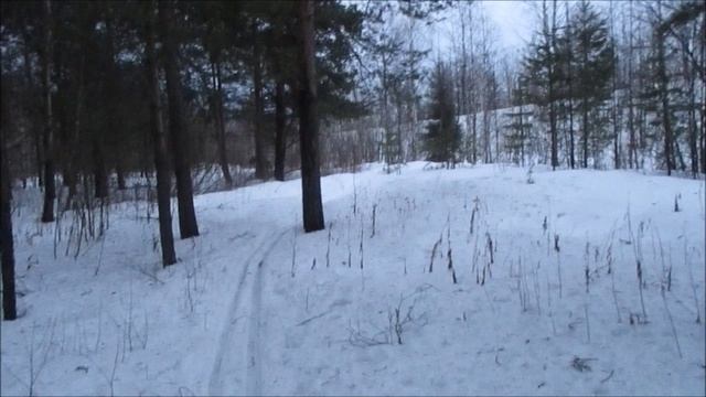 Прогулка на лыжах на Мхи 11.02.2020