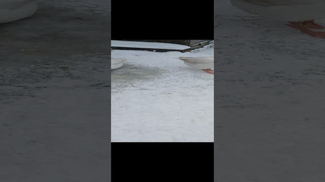 Дикие кабачки