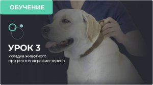 Урок 3. Укладка животного при рентгенографии черепа
