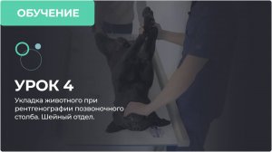 Урок 4. Укладка животного при рентгенографии позвоночного столба. Шейный отдел