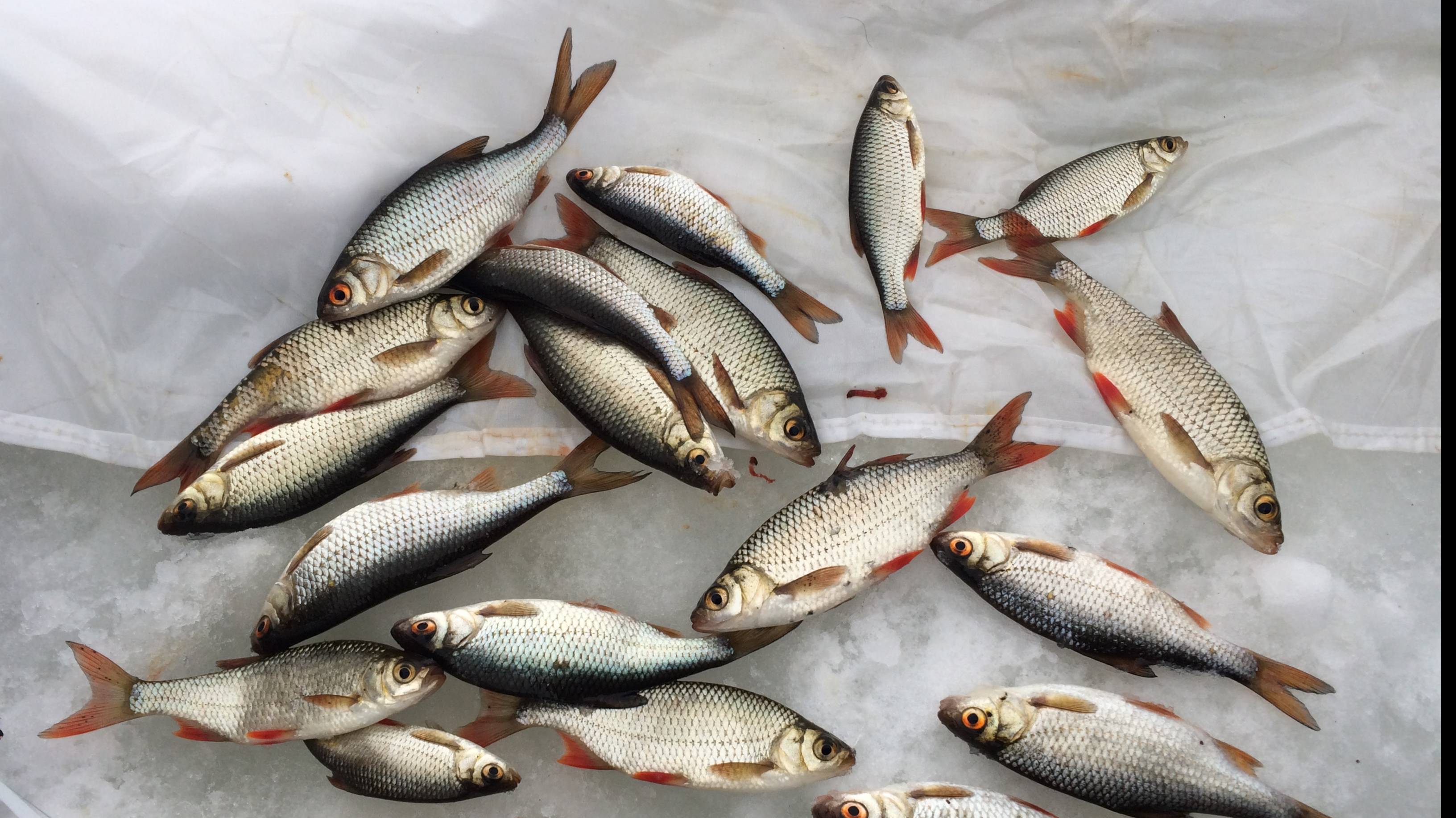 Рыбалка на плотву. Тест силиконового мотыля. Часть 1.