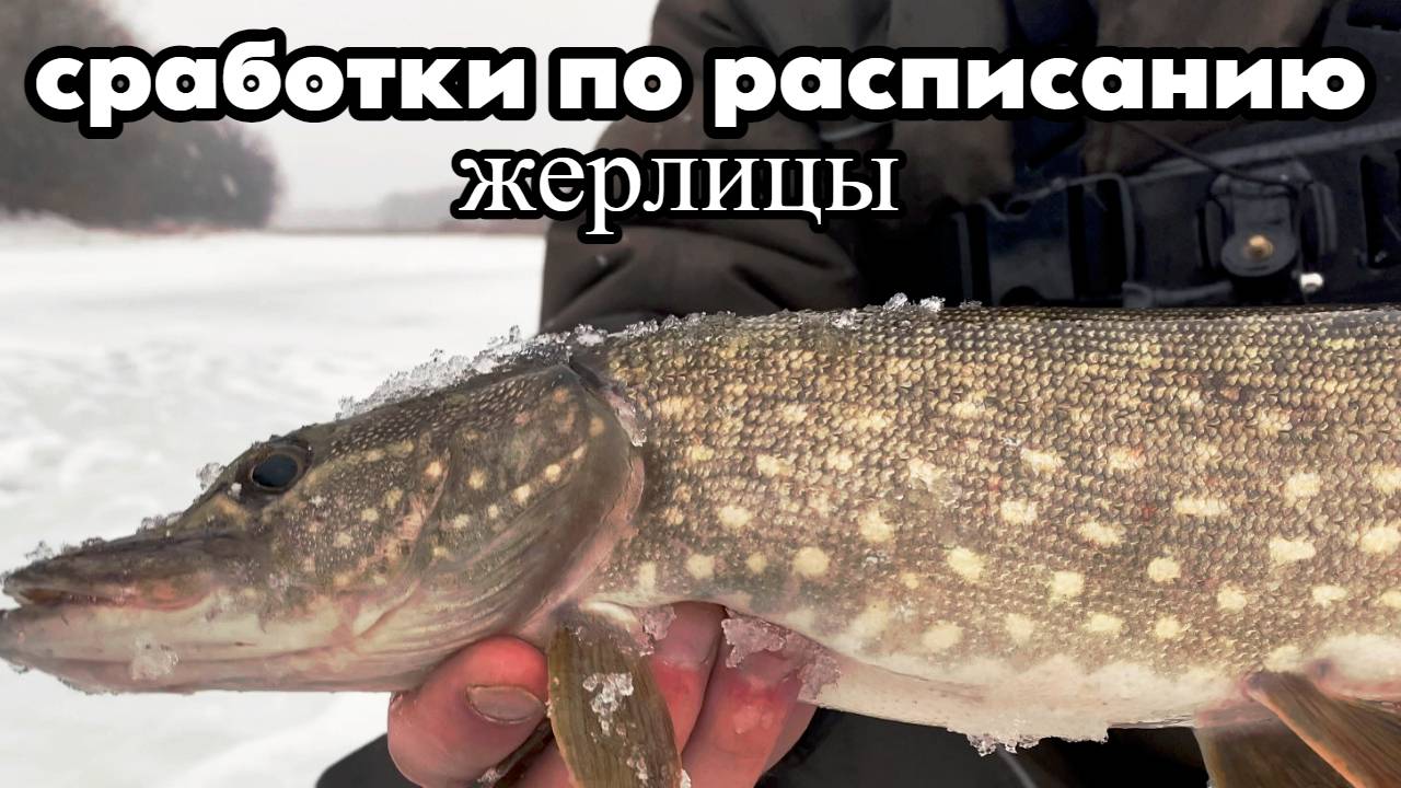 ЧТО ПРОИЗОШЛО С ЩУКОЙ ? Жерлицы срабатывают строго по расписанию.