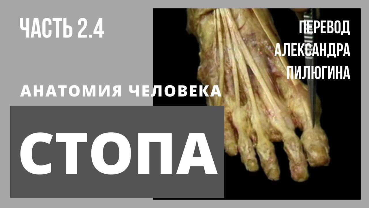 СТОПА. Анатомия человека. Видеоатлас Acland. Русский перевод А. Пилюгина. Фильм 2.4