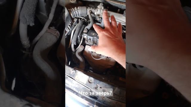 Шевроле авео Т200 - мотор авео, крышка ланусом законтачена.
