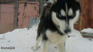 Хаски