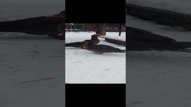 На завтрак к гусям