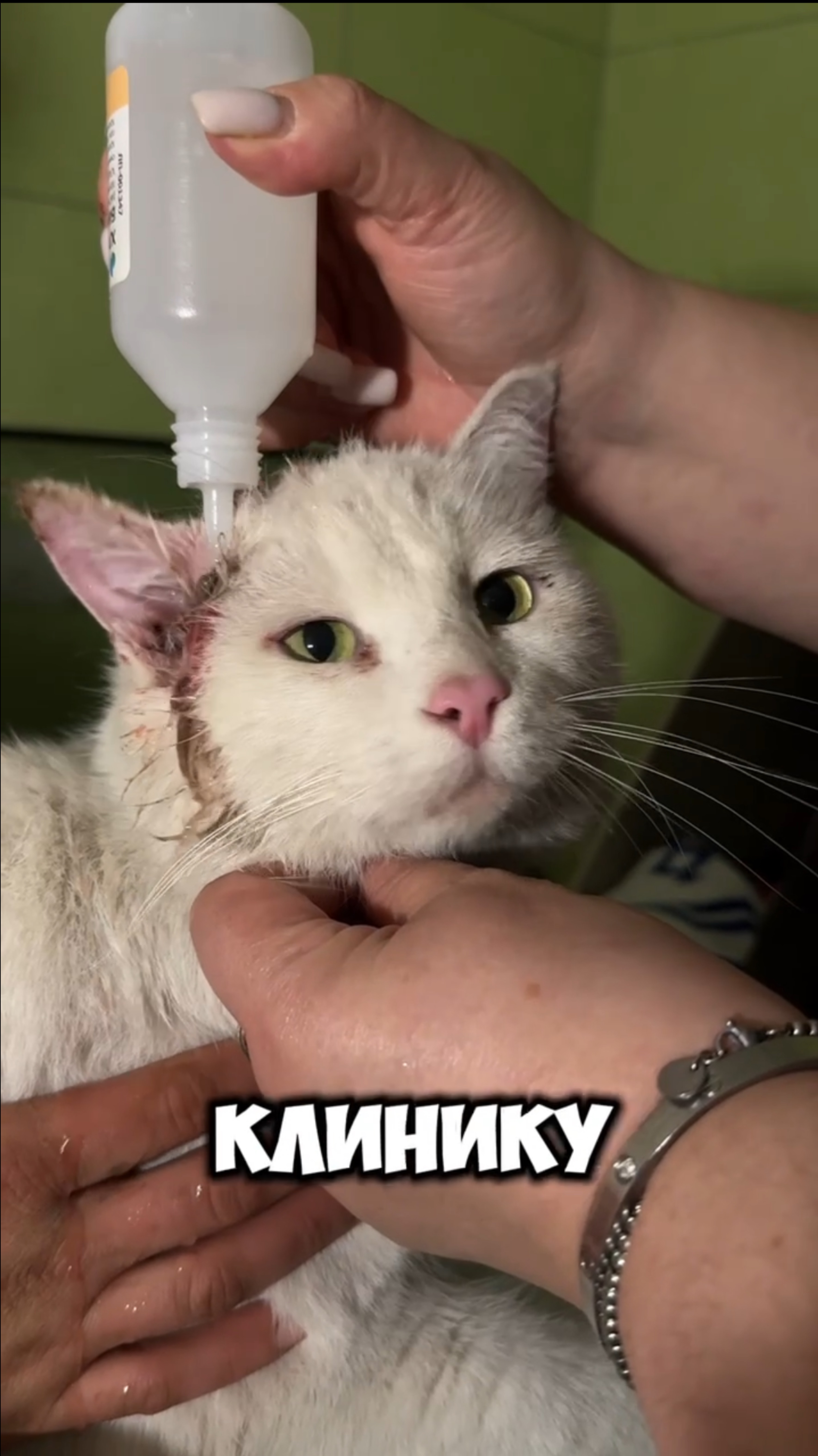 Новый котик в приюте 💛 ТГ: Хвостатый Дом
