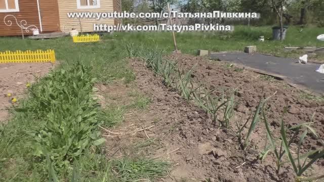 Обзор огорода, 9 мая. Чеснок, щавель, клубника, лук, морковь, капуста, теплицы с ТатьянойПивкиной