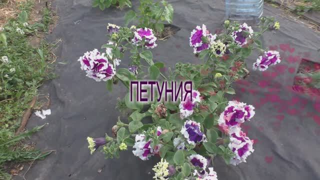 #ПЕТУНИЯ 6 июля с #ТатьянойПивкиной.