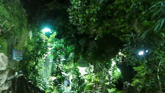 Приморский тропический дождевой лес