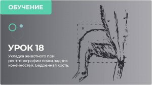 Урок 18. Укладка животного при рентгенографии пояса задних конечностей. Бедренная кость