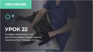 Урок 22. Укладка животного при рентгенографии пояса задних конечностей. Пальцы, стопы
