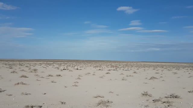 Проезжаем мимо прайда львов в Намибии