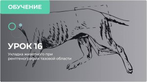 Урок 16. Укладка животного при рентгенографии тазовой области
