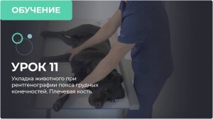 Урок 11. Укладка животного при рентгенографии пояса грудных конечностей. Плечевая кость