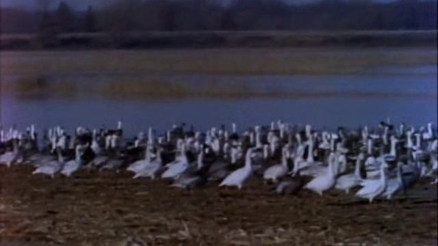 Млекопитающие. Дикий мир 1 сезон 4 серия (документальный сериал, 1999)