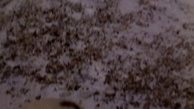 Млекопитающие. Дикий мир 1 сезон 15 серия (документальный сериал, 1999)