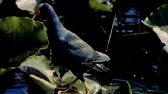 Млекопитающие. Дикий мир 1 сезон 11 серия (документальный сериал, 1999)