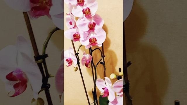 Орхидея фаленопсис сорт Шанхай.