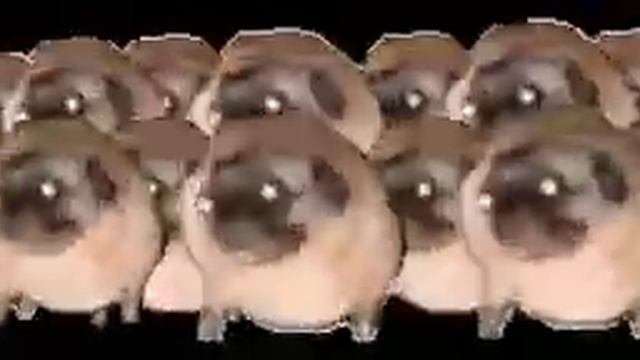 мопсы