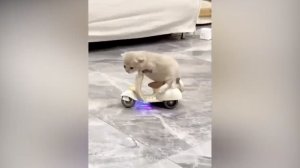 Котики играют, с озвучкой, 1. Большой сборник смешных видео с котами.