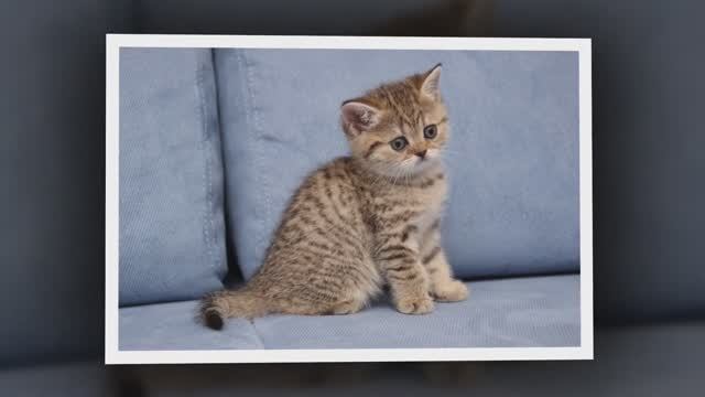 Кекс
