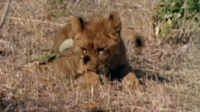 Млекопитающие. Дикий мир 1 сезон 2 серия (документальный сериал, 1999)