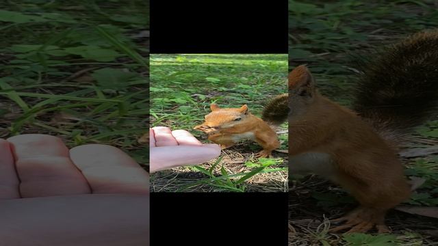КОРМИМ НАШУ БЕЛОЧКУ